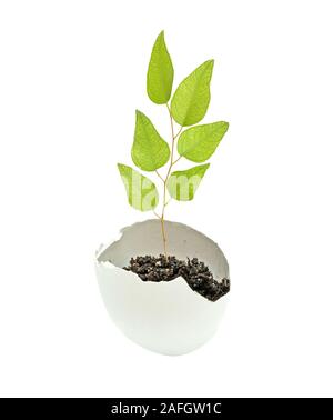 A tree hatching from egg Stock Photo - Alamy