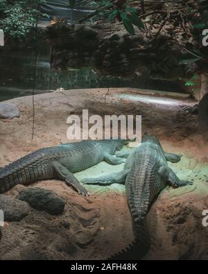 Closeup of an alligator fish in an aquarium Stock Photo - Alamy