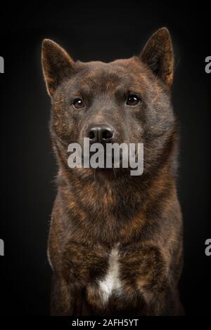 Portrait of a male Kai Ken dog the national japanese breed looking up ...