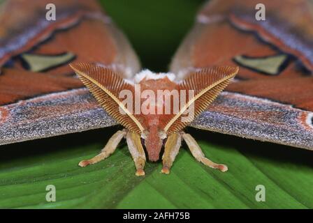 The Giant Male and female Atlas Moth (Attacus atlas) during courtship ...