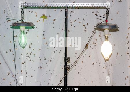 Nightlighting for moths in spring. Luna, Polyphemus and Promethea moths ...
