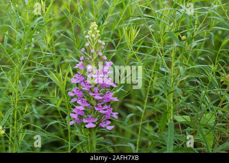 Purple Fringeless Orchid (Platanthera peramoena) Dew covered in early ...