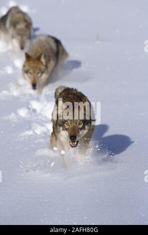 wolf pack in winter Stock Photo - Alamy