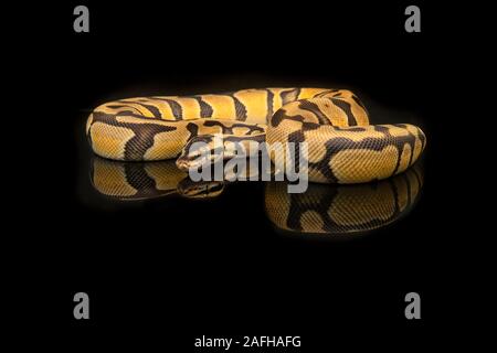 Pretty king python snake on a black background with reflection with ...