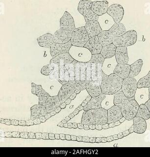 . Human physiology. Minute Portal and Hepatic Veins and Capillaries.a ...