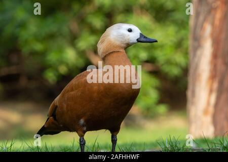 Ruddy Shelduck in profile, standing on a grey rock with dark water in ...