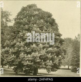 Red maple (Acer rubrum), (Acer rubra)- leaves and white birch trunks ...