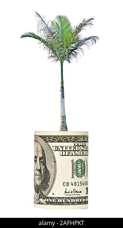palm tree growing from dollar bill Stock Photo - Alamy