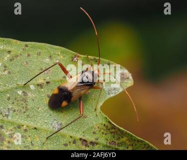 Megacoelum infusum mirid bug on oak leaf. Tipperary, Ireland Stock ...