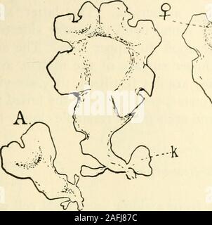 Marattia douglasii Marattia douglasii Stock Photo - Alamy