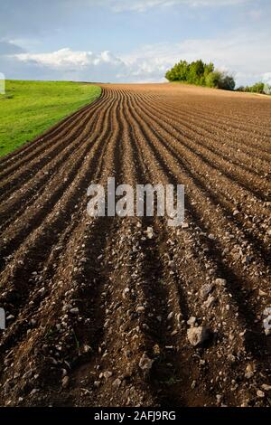 A cultivated field. Land prepared for sowing grain. Freshly cultivated ...