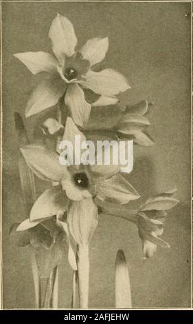 . Farquhar's autumn catalogue : 1913. ellow color;trumpet bell-shaped ...