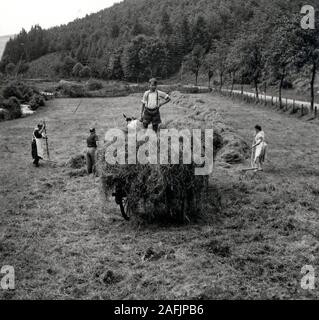 Haymaking in the 1950's Stock Photo - Alamy