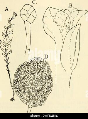 Tetraphis Moss (Tetraphis pellucida Stock Photo - Alamy