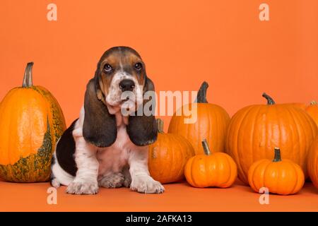 Cute basset hound puppy with fall on background Stock Photo - Alamy