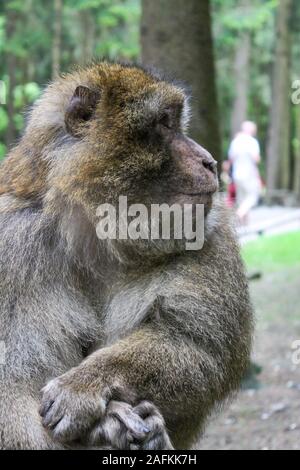 Macaca sylvanus; barbary macaque at Affenberg enclosure, Baden ...