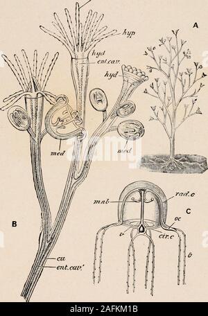 . A guide to the study of fishes. Fishes; Zoology; Fishes. I 8 The ...