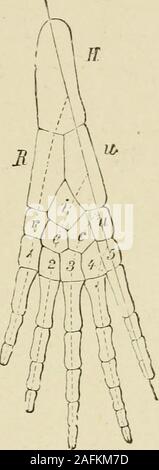 Bones of the forearm and lower leg Stock Photo - Alamy