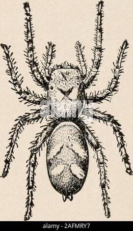 Silk spider, Silk spiders, Other animals, Spiders, Arachnids, Animals ...