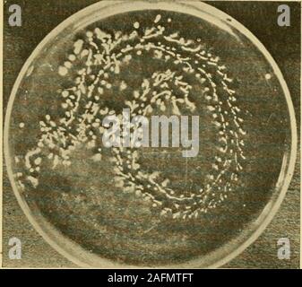 Tubercle bacilli in cow's milk;Tubercle bacteria in cow's milk, 1905 ...