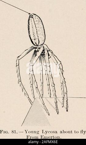 Cobwebs floating in the air on beautiful green background Stock Photo ...