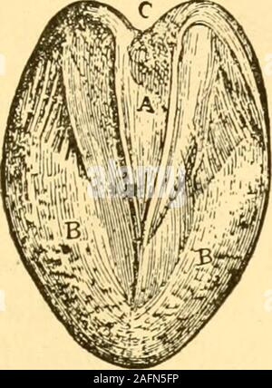 . A Complete practical work on the nature and treatment of venereal ...