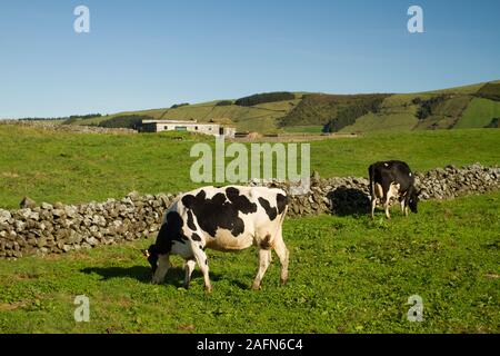 Cows in the farms of Terceira island, Azores, Portugal Stock Photo - Alamy