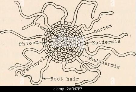 Ferns growing from the soil Stock Photo - Alamy