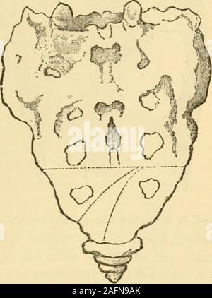 . Clinical gyncology, medical and surgical. the median line one ...