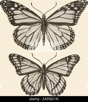 VICEROY BUTTERFLY Basilarchia archippus mimic of Monarch butterfly ...