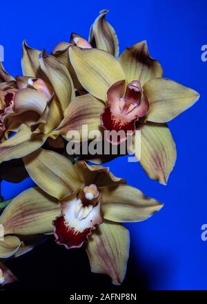 Dendrobium is a genus of mostly epiphytic and lithophytic orchids in ...