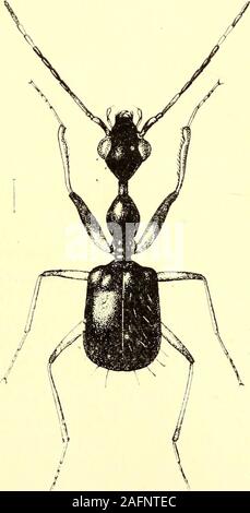 . Coleoptera : general introduction and Cicindelidae and Paussidae ...