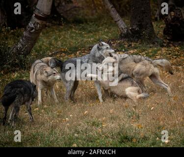 Wolf pack in fall colors Stock Photo - Alamy