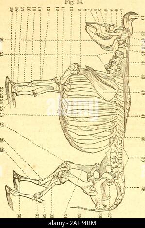 Skeleton Of Horse - Description Stock Photo - Alamy
