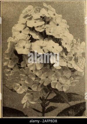 Beautiful Yellow Peacock Flowers (also known as Caesalpinia pulcherrima ...