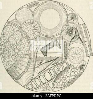 Scum Forms In Water Stock Photo - Alamy