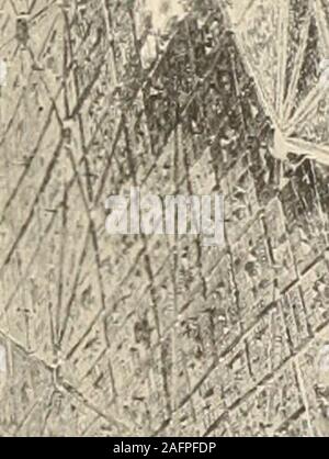 . Charles Follen McKim; a study of his life and work. PLAN OF GROUND ...