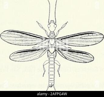 Terminalia sp Terminalia sp Stock Photo - Alamy