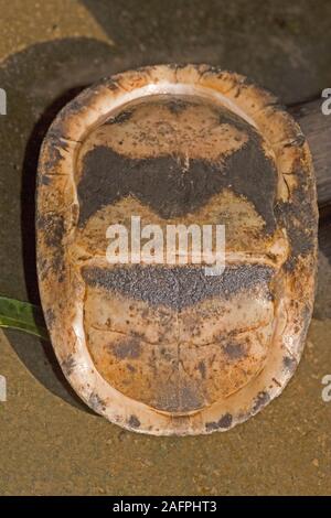 Amboina box turtle - Cuora amboinensis, beautiful large turtle from ...