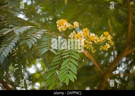 Flowers of Cassia fistula or Golden shower, national tree of Thailand ...
