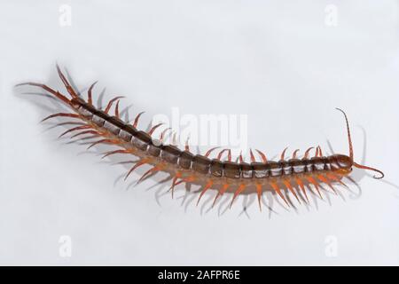 Giant centipede (Scolopendra sp.), close-up of the head to show the ...