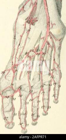Abductor digiti minimi (foot Stock Photo - Alamy