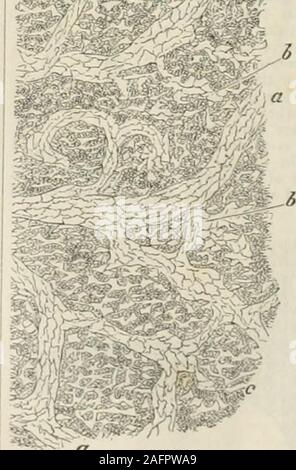 . Johnson's new universal cyclopaedia : a scientific and popular ...