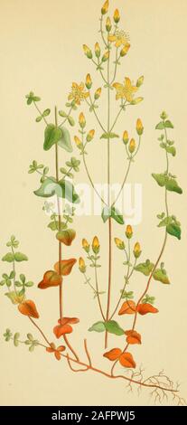 . Billeder af nordens flora. 231 SMUK PERIKON, hypericum pulchrum ...