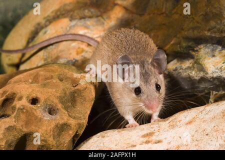 TURKISH SPINY MOUSE Acomys cilicicus Critically Endangered. Fewer than ...