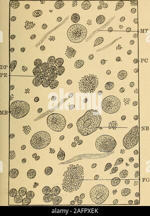 Mucus Threads In Urine Men