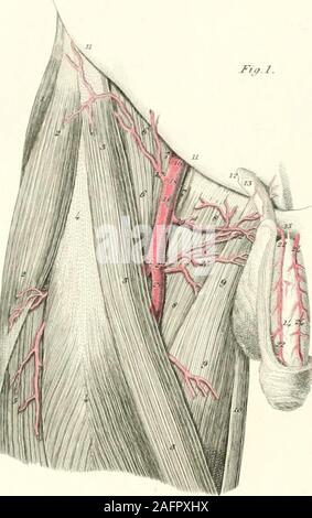 . Plates of the arteries of the human body. Superficial circumflex ...