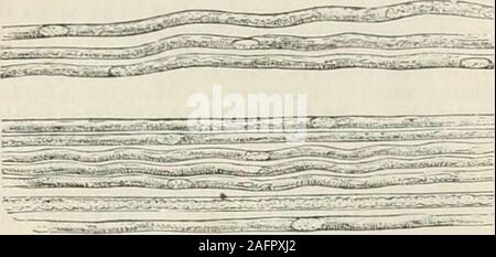 . Johnson's new universal cyclopaedia : a scientific and popular ...