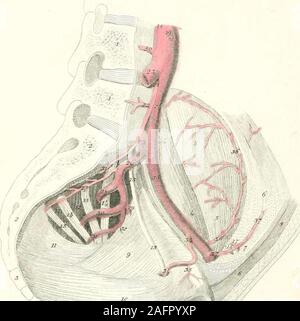 . Plates of the arteries of the human body. on for small arteries to ...