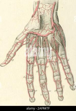 . Plates of the arteries of the human body. Superficial circumflex ...